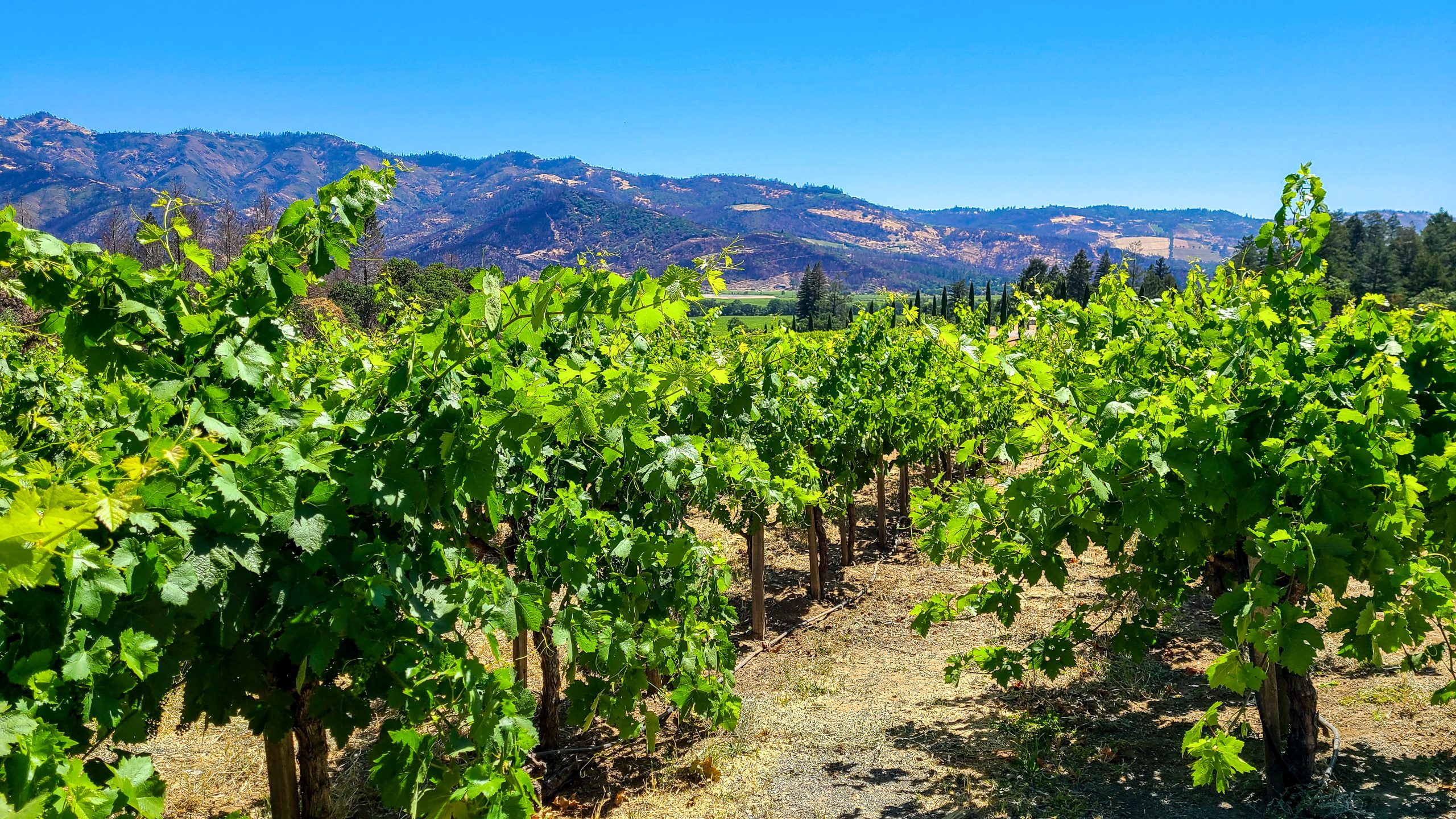 New World Wine: what is it and why you should taste it asap!